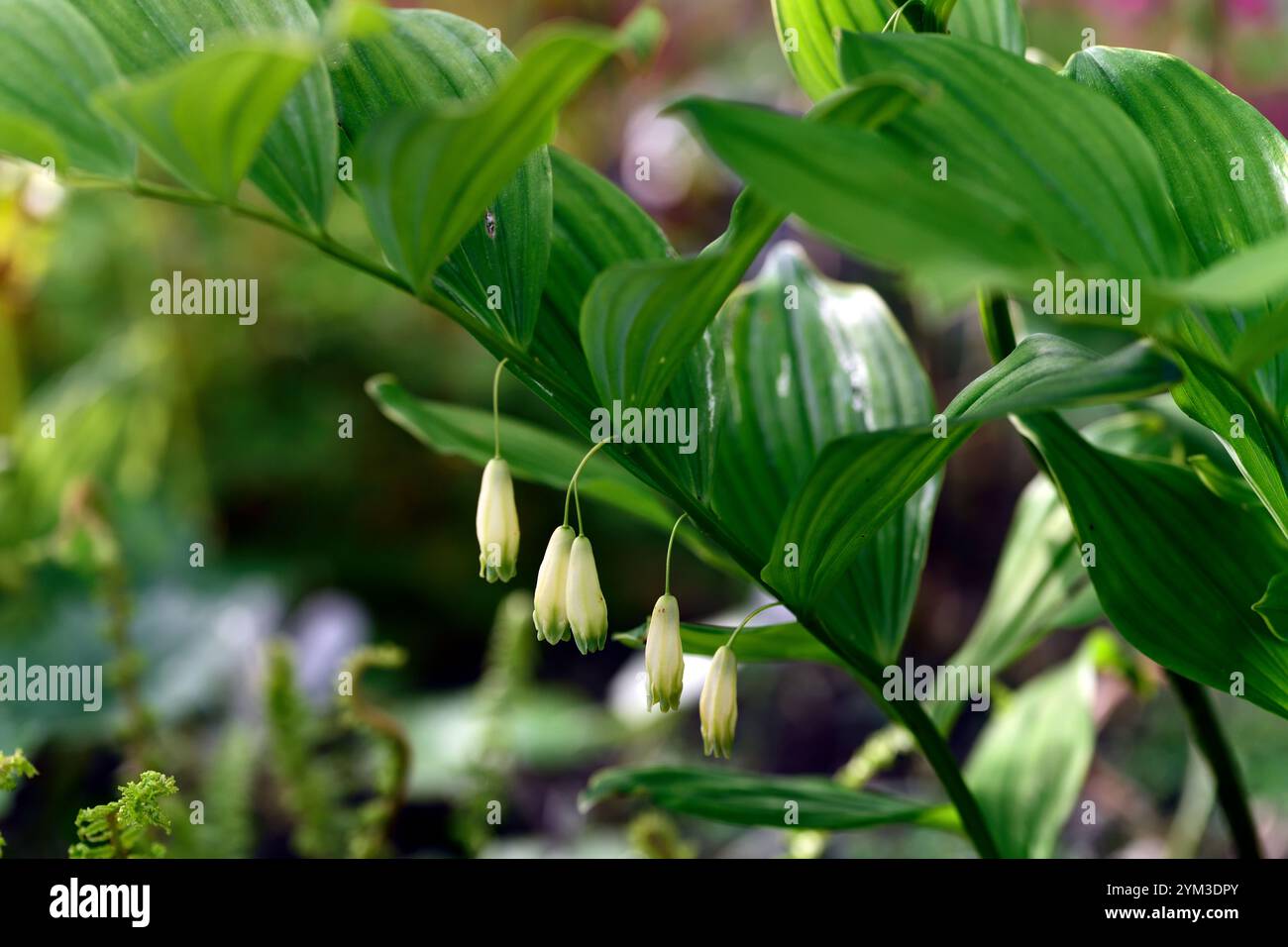 polygonatum falcatum ex Koen Van Poucke,white flowers,leaves,foliage ...