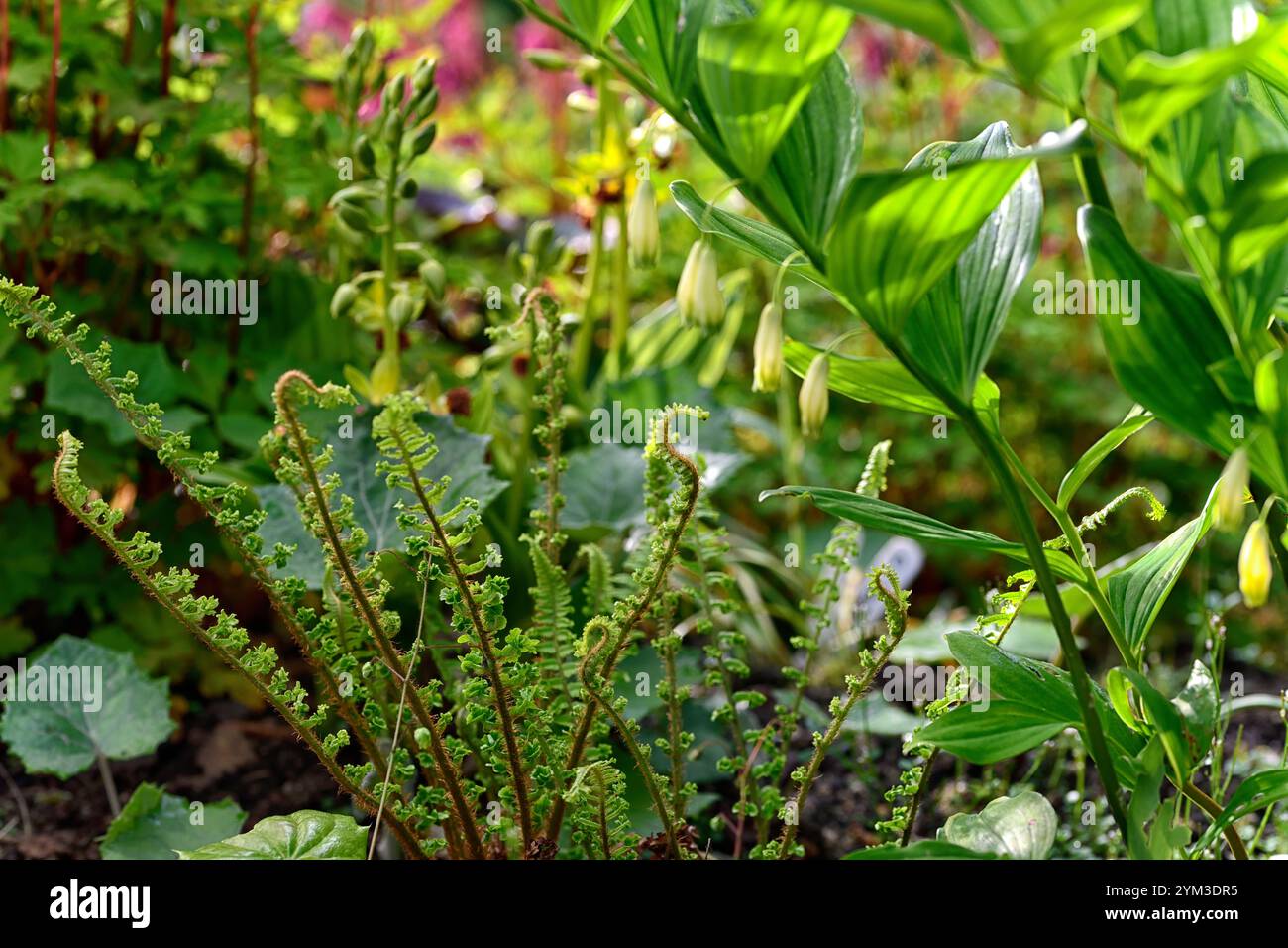 polygonatum falcatum ex Koen Van Poucke and dryopteris affinis cristata ...