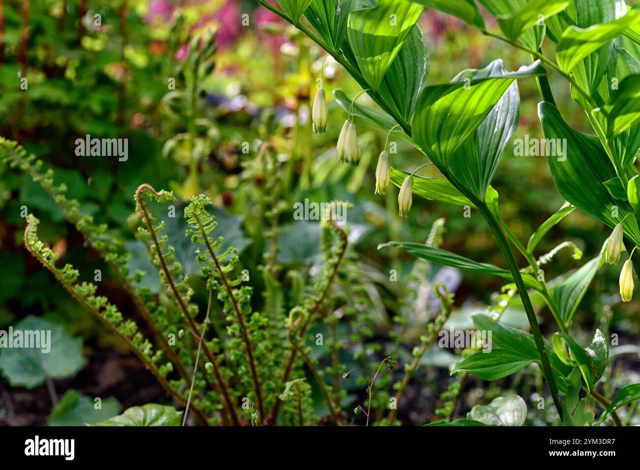 C falcatum hi-res stock photography and images - Alamy