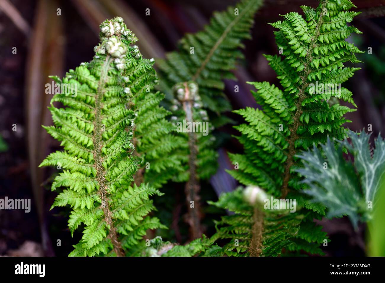 polystichum setiferum congestum,fern,ferns,fronds,attractive foliage ...