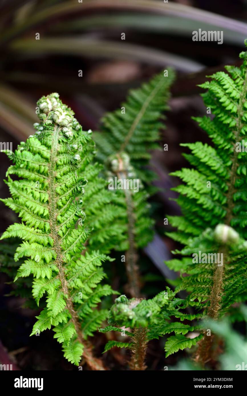 polystichum setiferum congestum,fern,ferns,fronds,attractive foliage ...