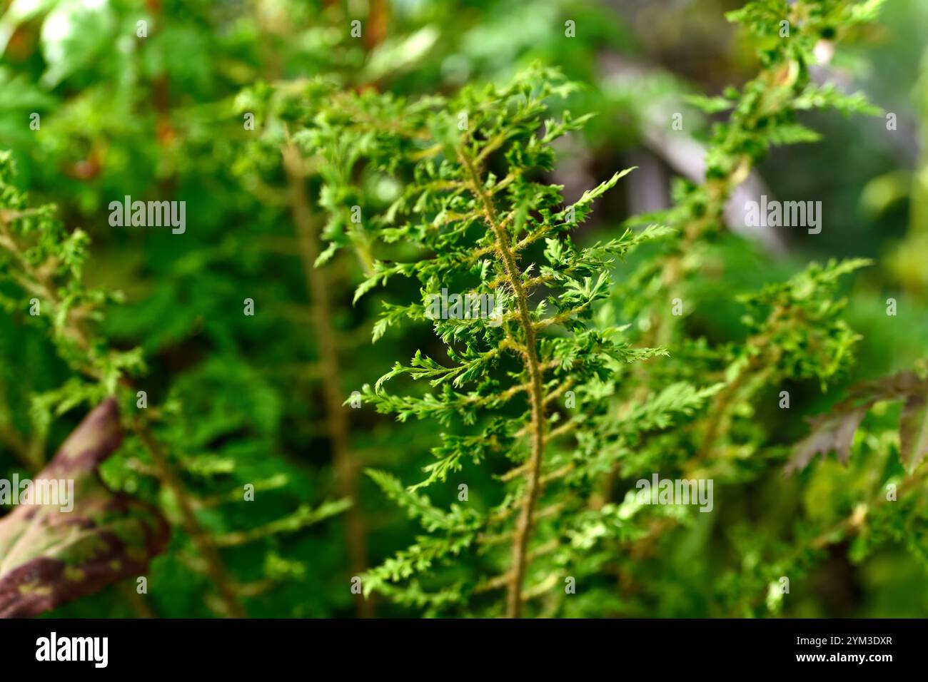 Hardy native irish fern hi-res stock photography and images - Alamy