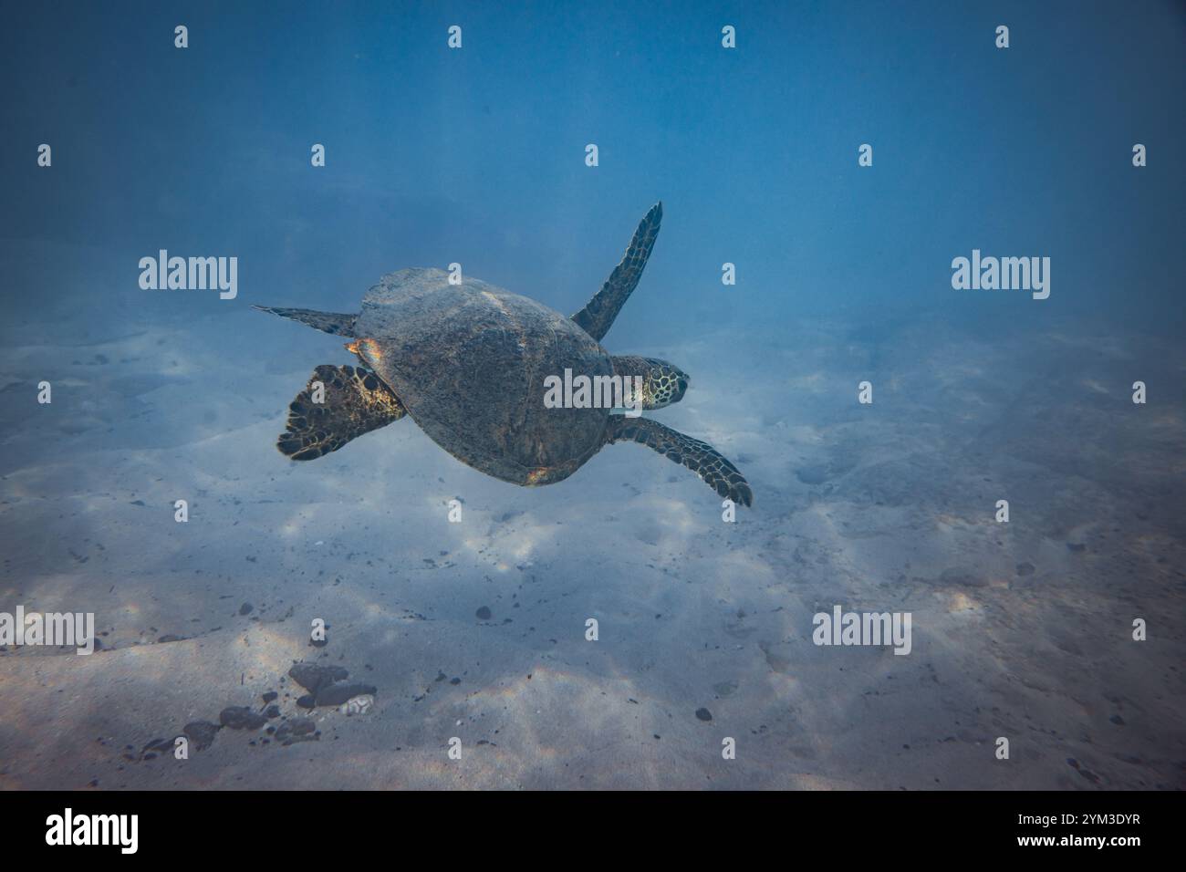 A Hawaiian Green Sea turtle is swimming in the ocean. The water is ...
