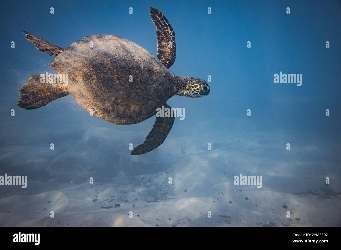 A Hawaiian Green Sea turtle is swimming in the ocean. The water is blue ...