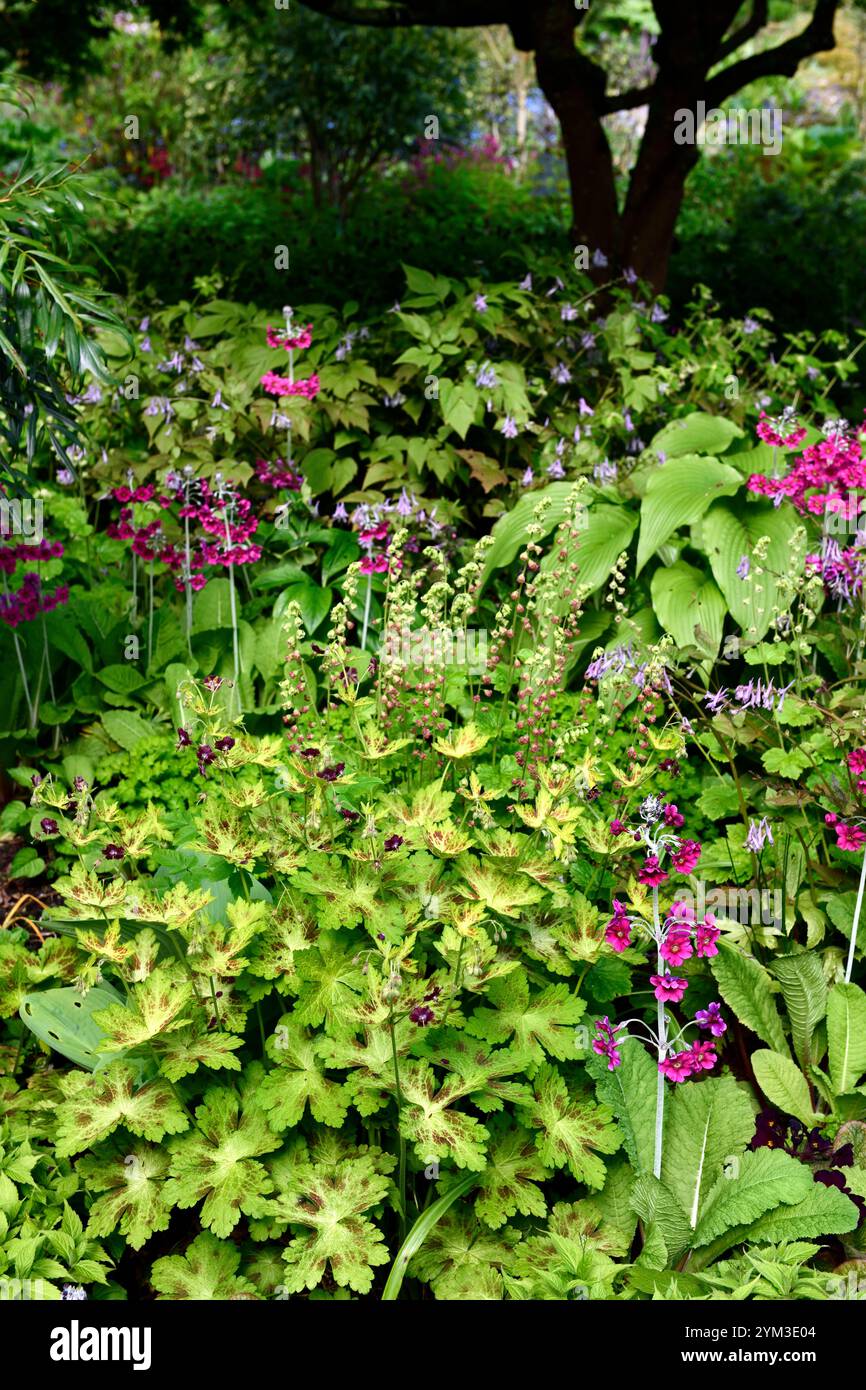 primula millers crimson,Geranium phaeum Lisa,wood,woodland,shade,shaded ...