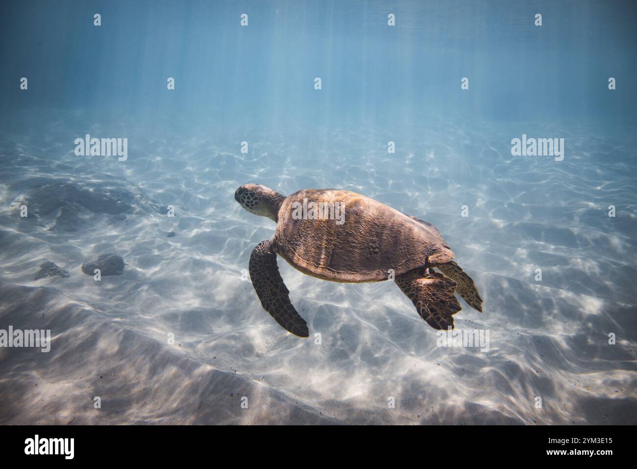 A Hawaiian Green Sea turtle is swimming in the ocean. The water is ...