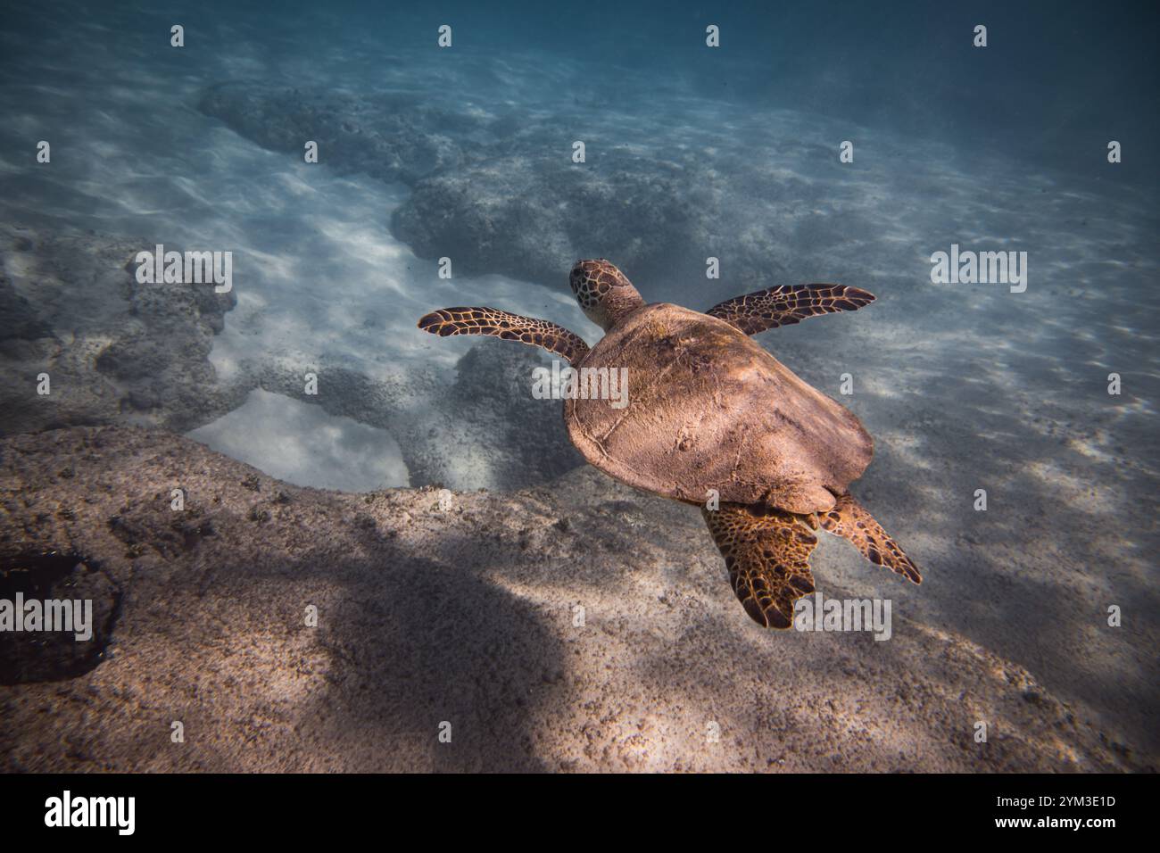 Hawksbill sea turtle slowly swimming hi-res stock photography and ...