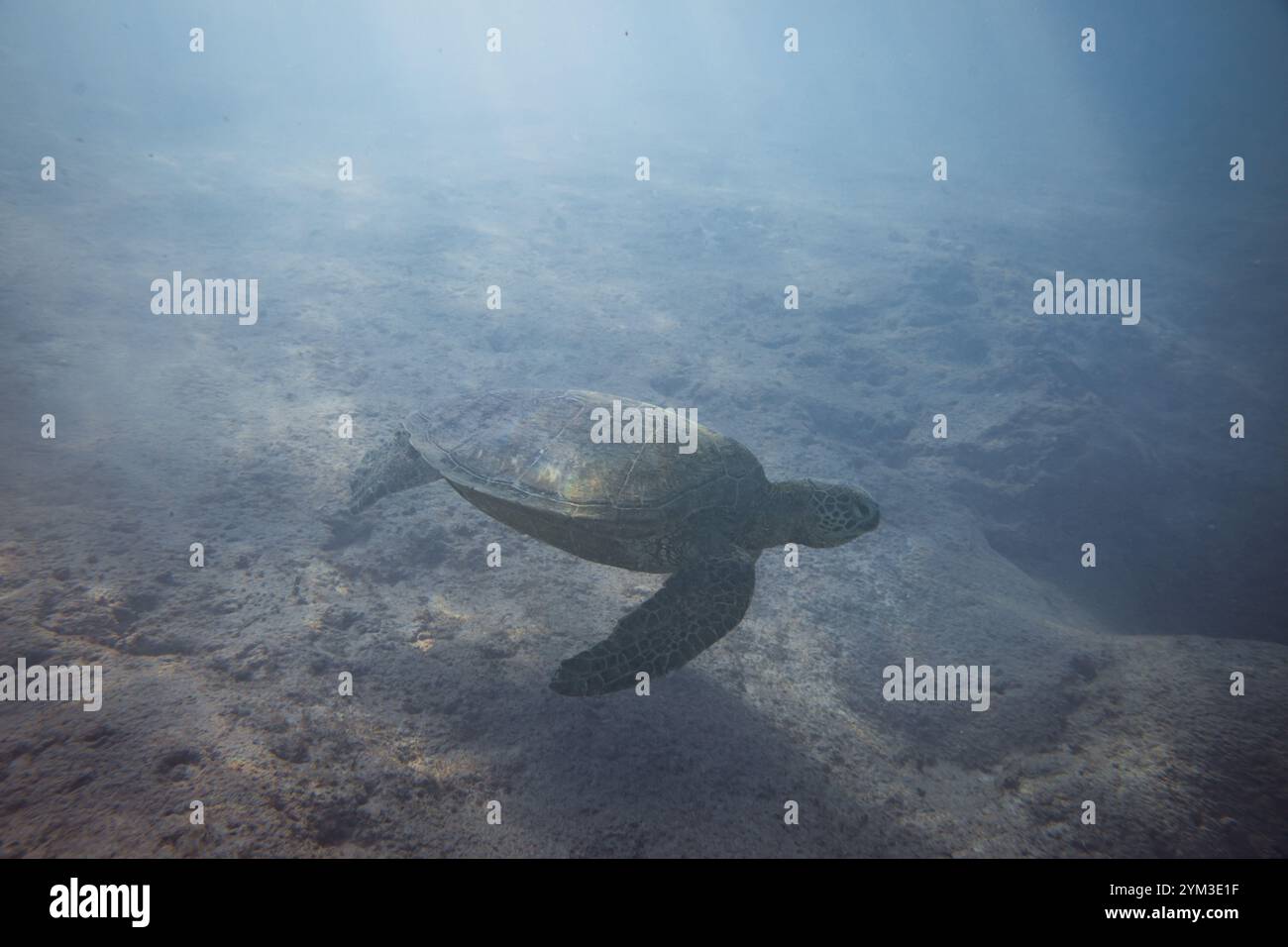 A Hawaiian Green Sea turtle is swimming in the ocean. The water is ...