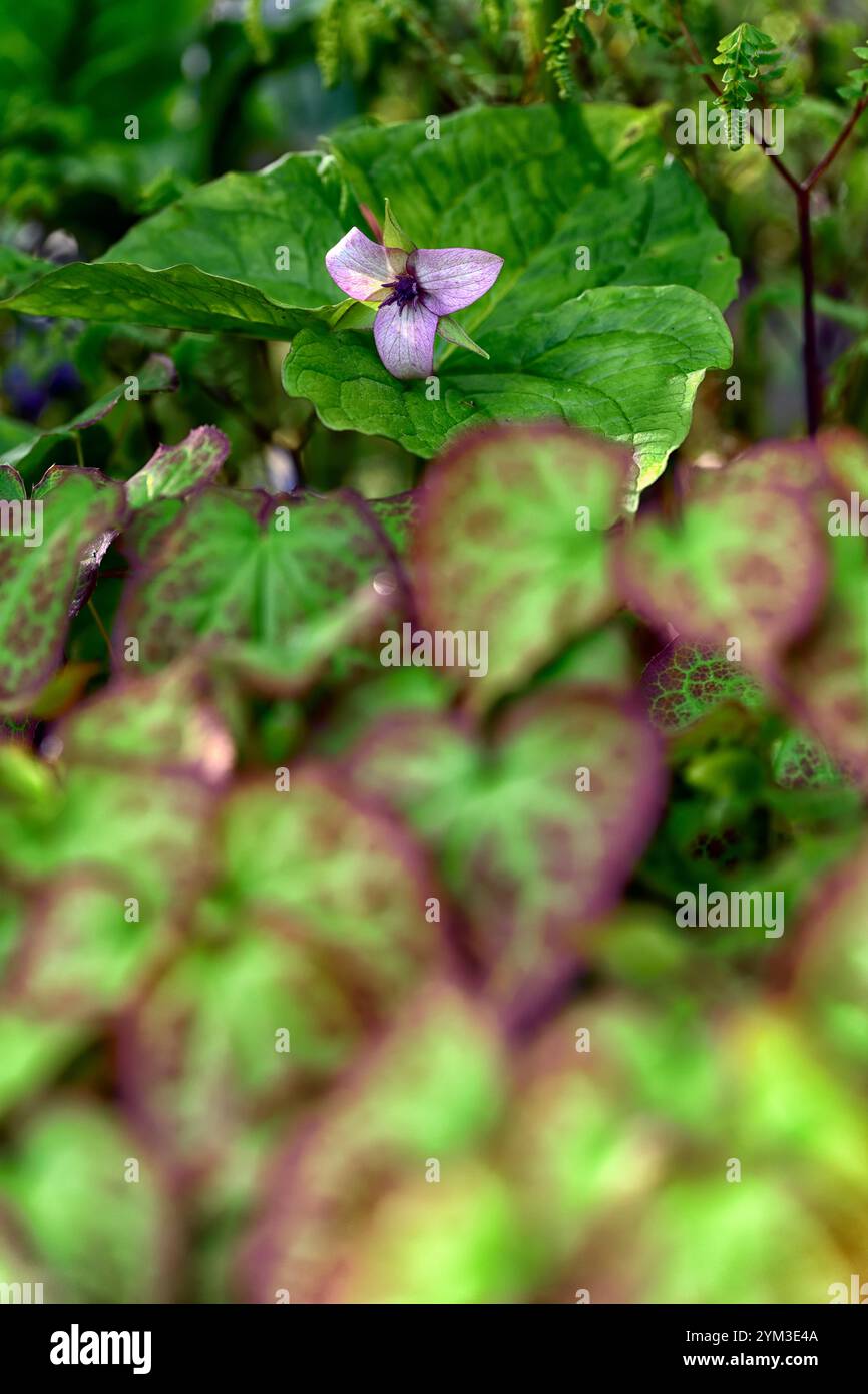 Trillium grandiflorum hybrid hi-res stock photography and images - Alamy