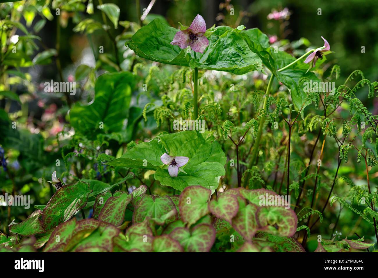 Trillium grandiflorum hybrid hi-res stock photography and images - Alamy