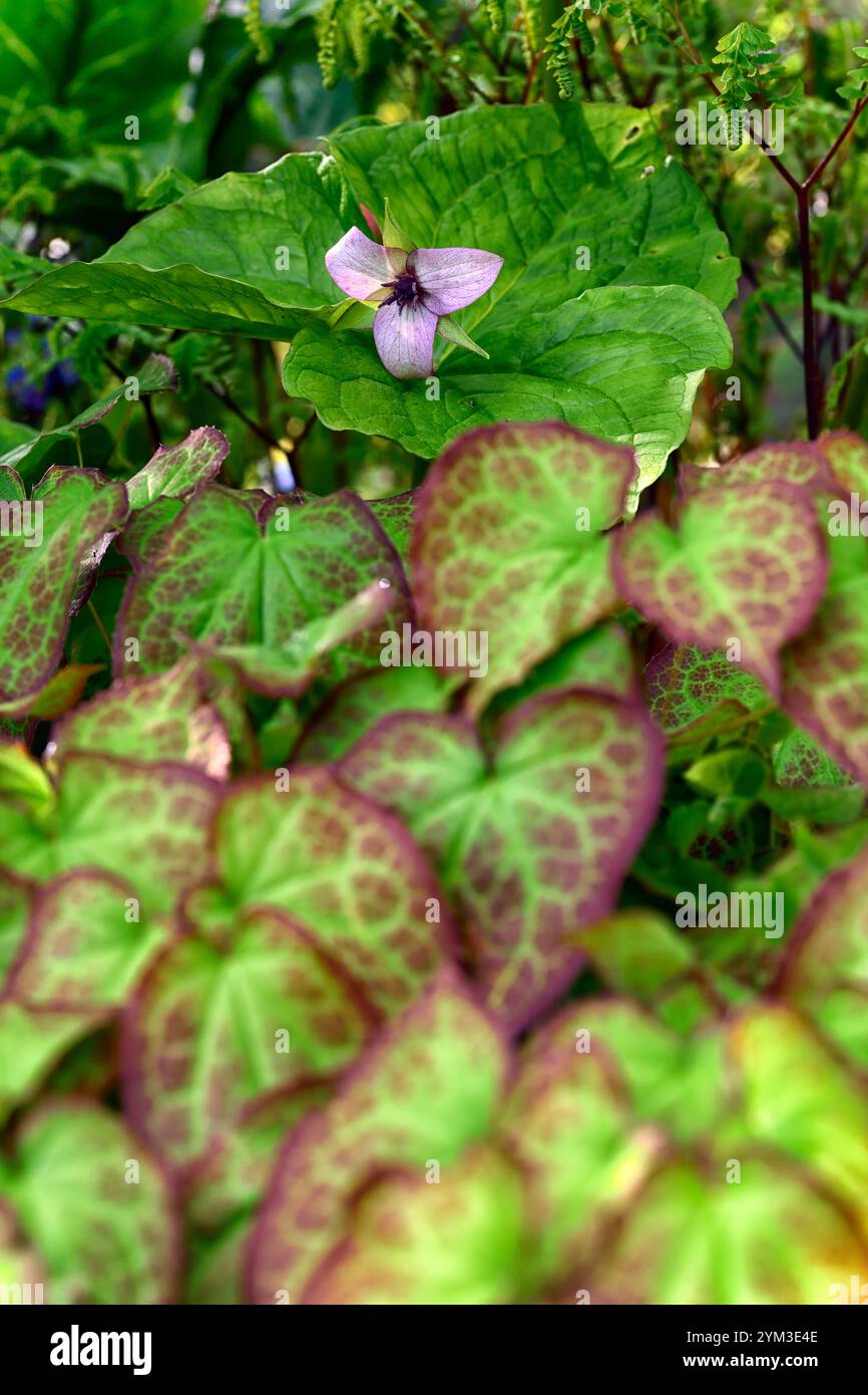 Trillium grandiflorum hybrid hi-res stock photography and images - Alamy