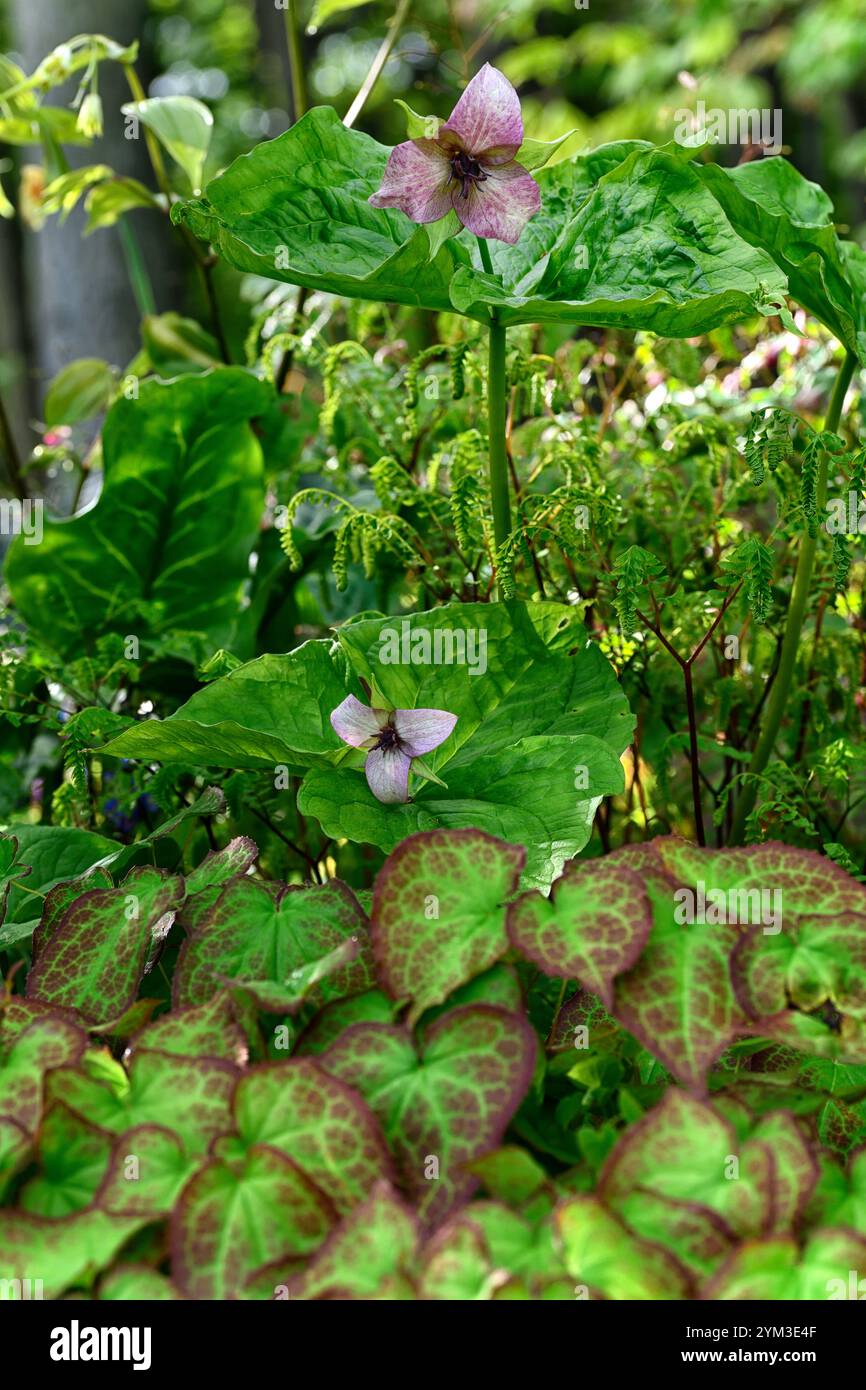 Trillium grandiflorum hybrid hi-res stock photography and images - Alamy