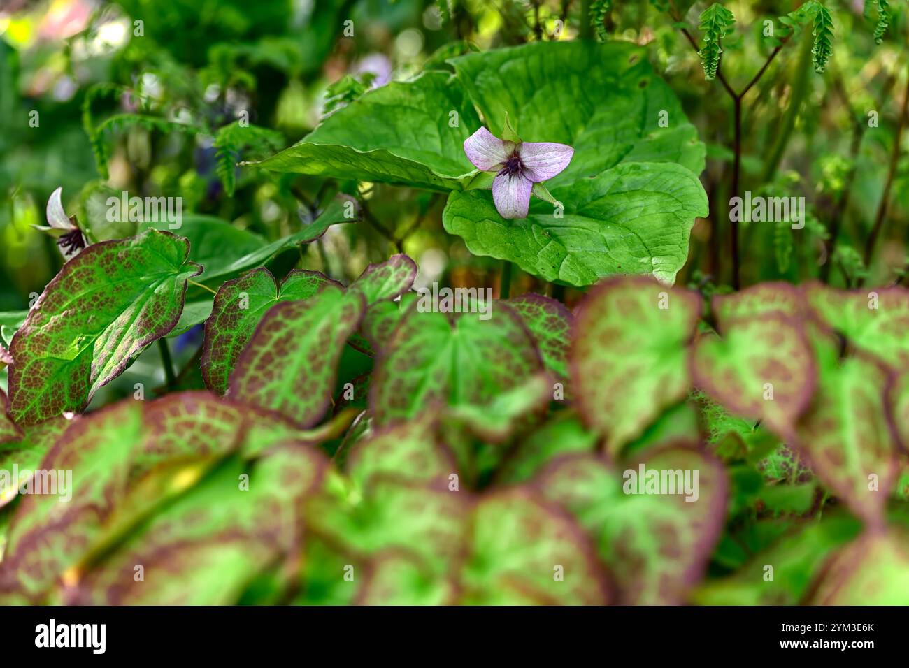Trillium grandiflorum hybrid,Pink Trillium flowers,trillium and ...