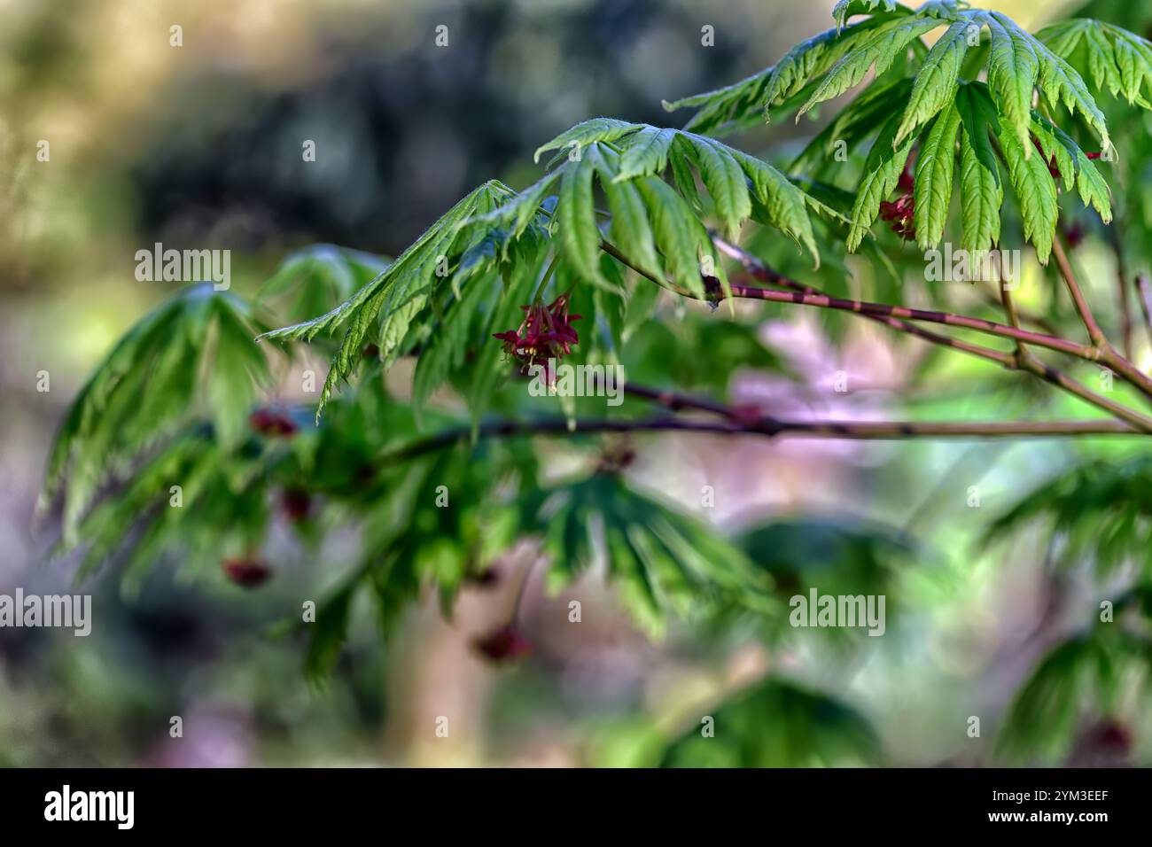 acer japonicum aki-hi,new growth,spring growth,green foliage,leaves ...