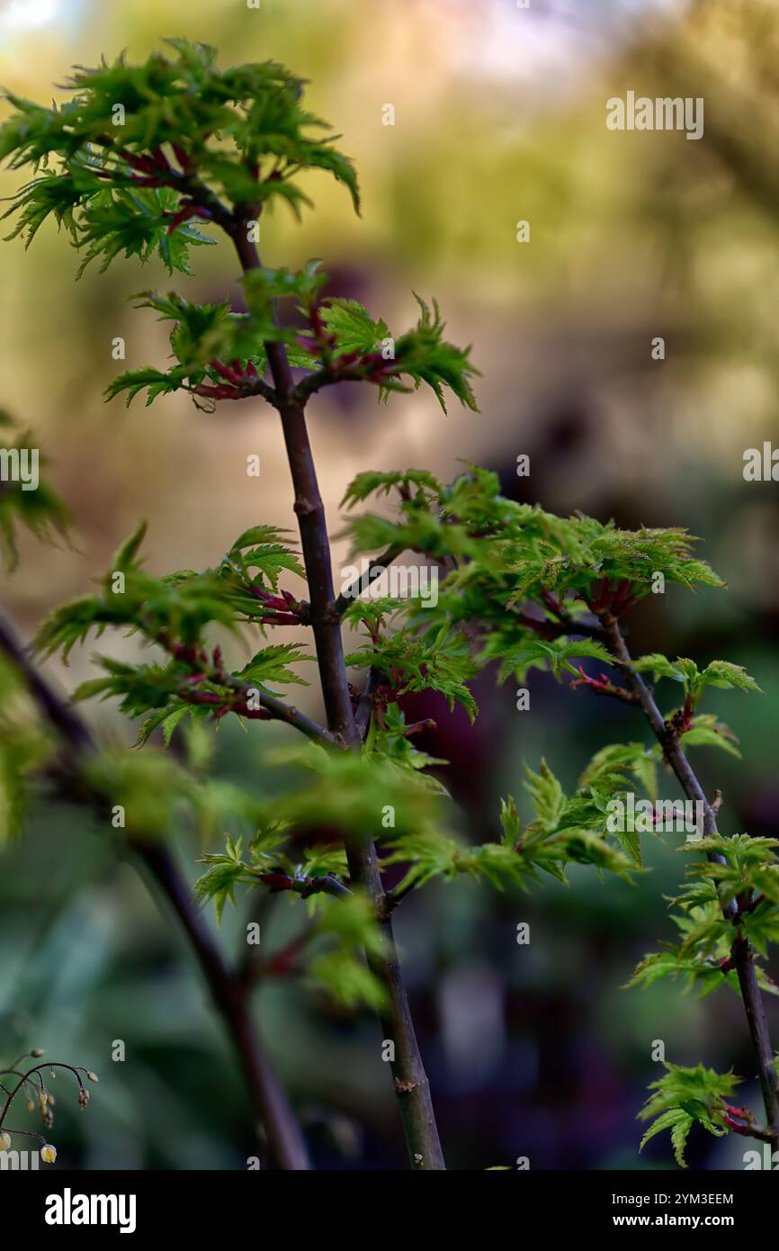 Acer palmatum mei jishi hi-res stock photography and images - Alamy