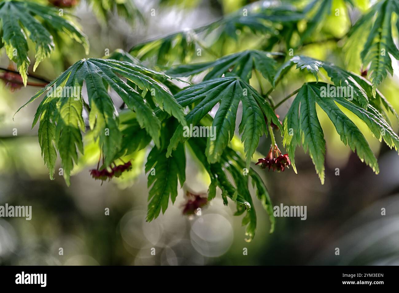 acer japonicum aki-hi,new growth,spring growth,green foliage,leaves ...