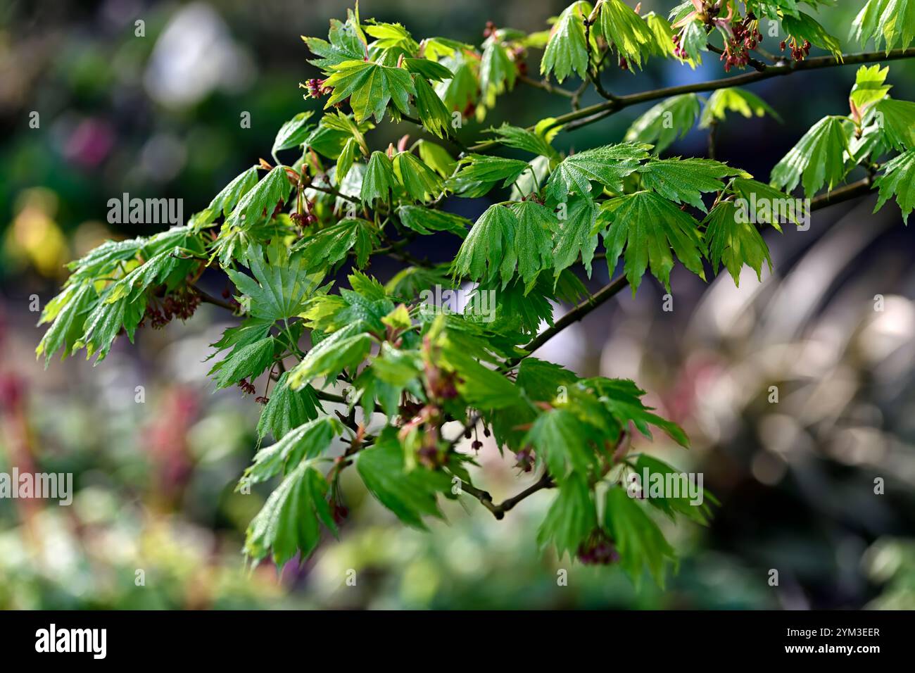 acer japonicum aki-hi,new growth,spring growth,green foliage,leaves ...