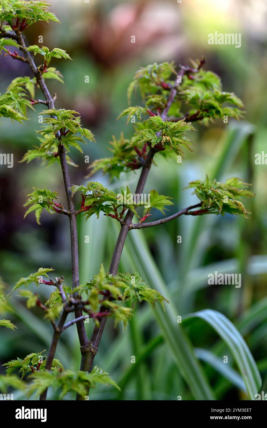 Acer palmatum mei jishi hi-res stock photography and images - Alamy