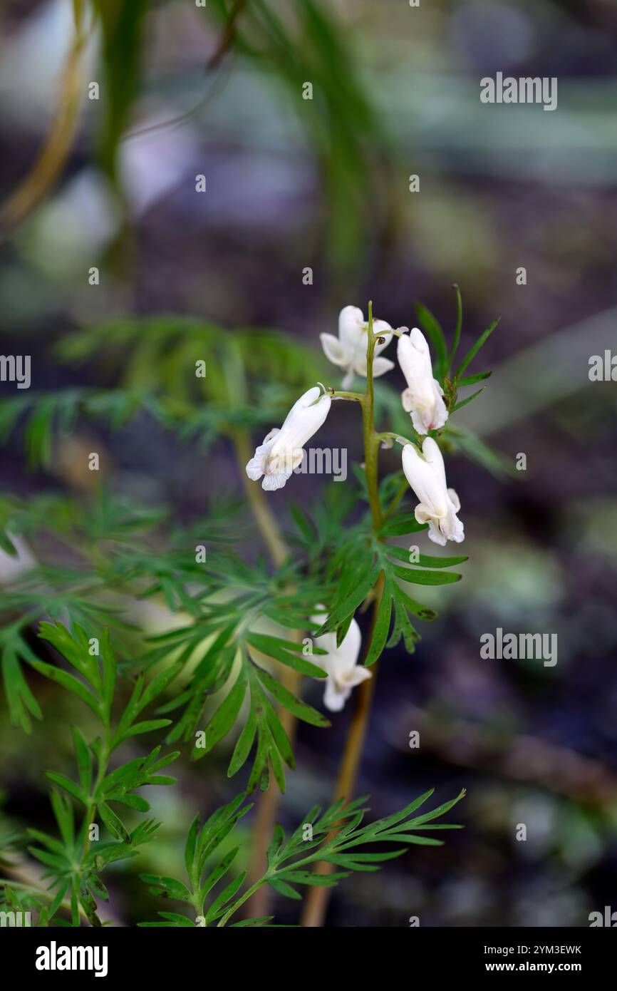 Dicentra canadensis,squirrel corn,white flowers,flowering dicentra,wood ...