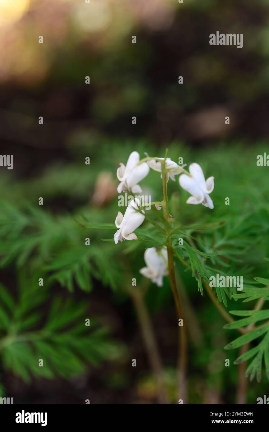 Dicentra canadensis,squirrel corn,white flowers,flowering dicentra,wood ...
