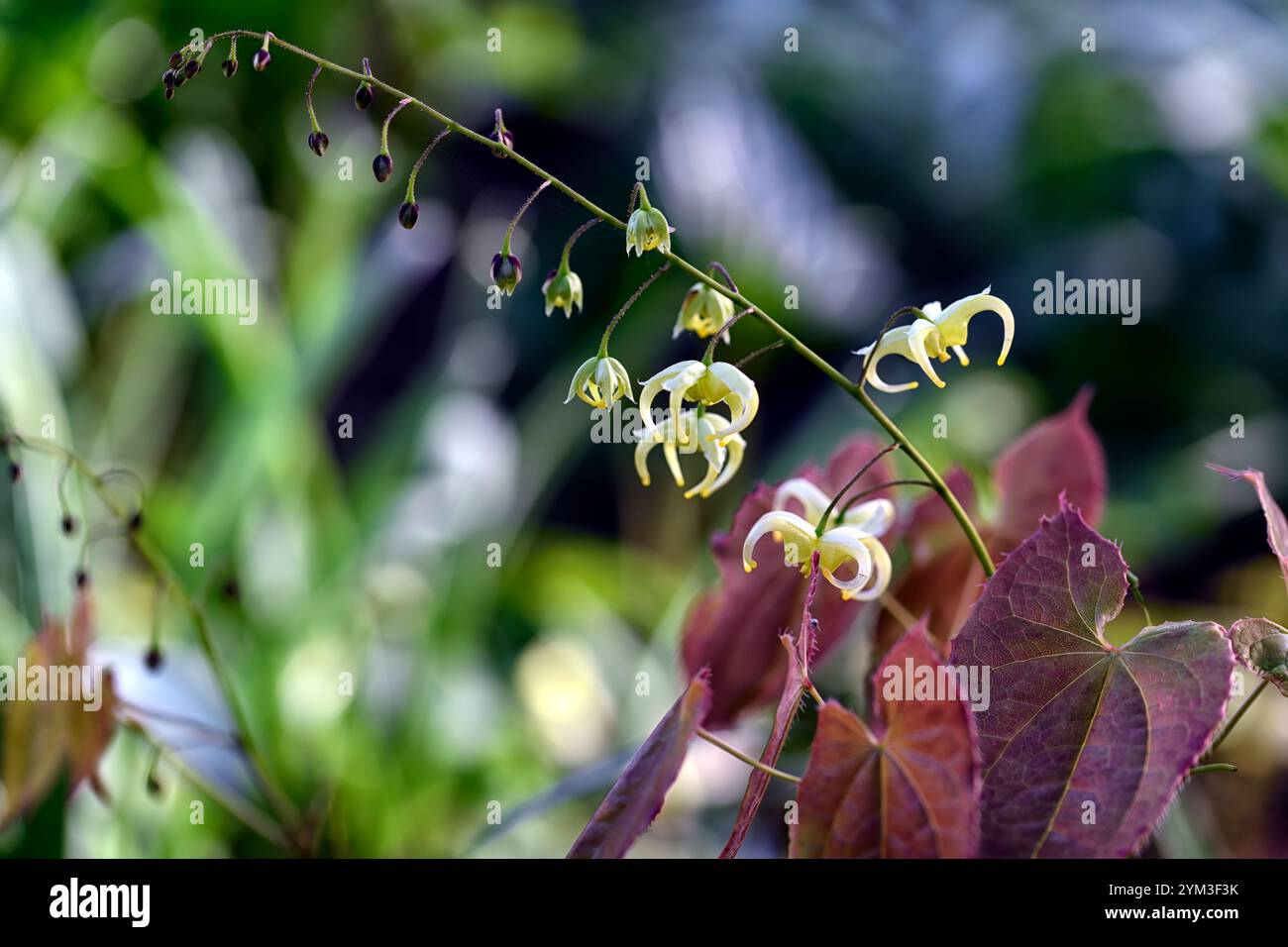 Epimedium franchetii Brimstone Butterfly,pale yellow flowers ...