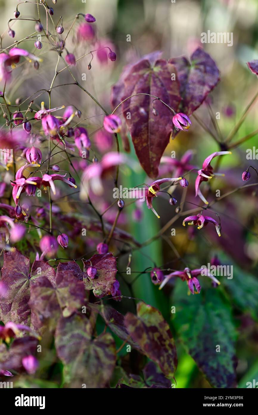 Epimedium william stern, arrow heart shaped foliage,leaves,attractive ...