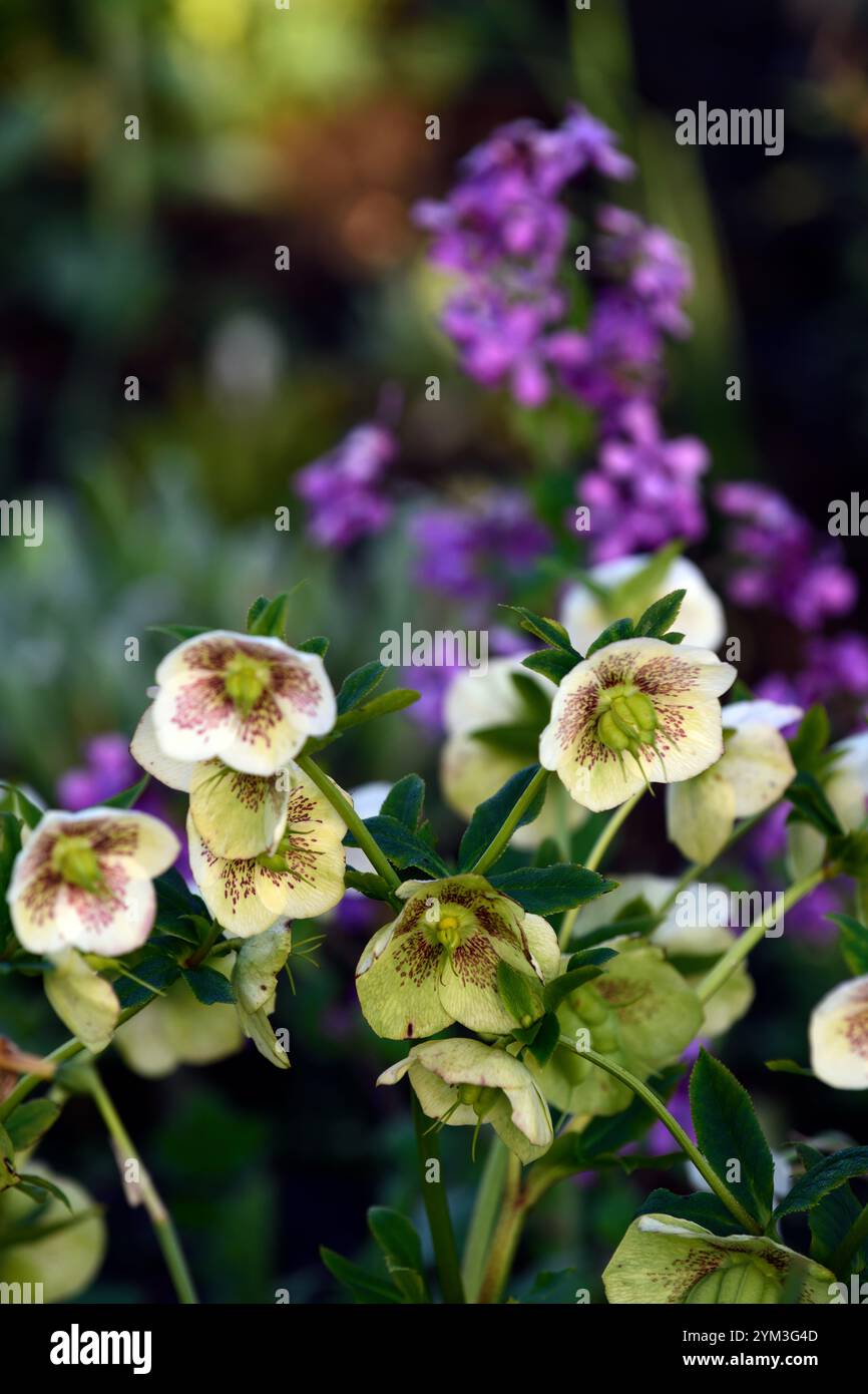 spotted hellebore flowers,spotted hellebore flower,hellebore and ...