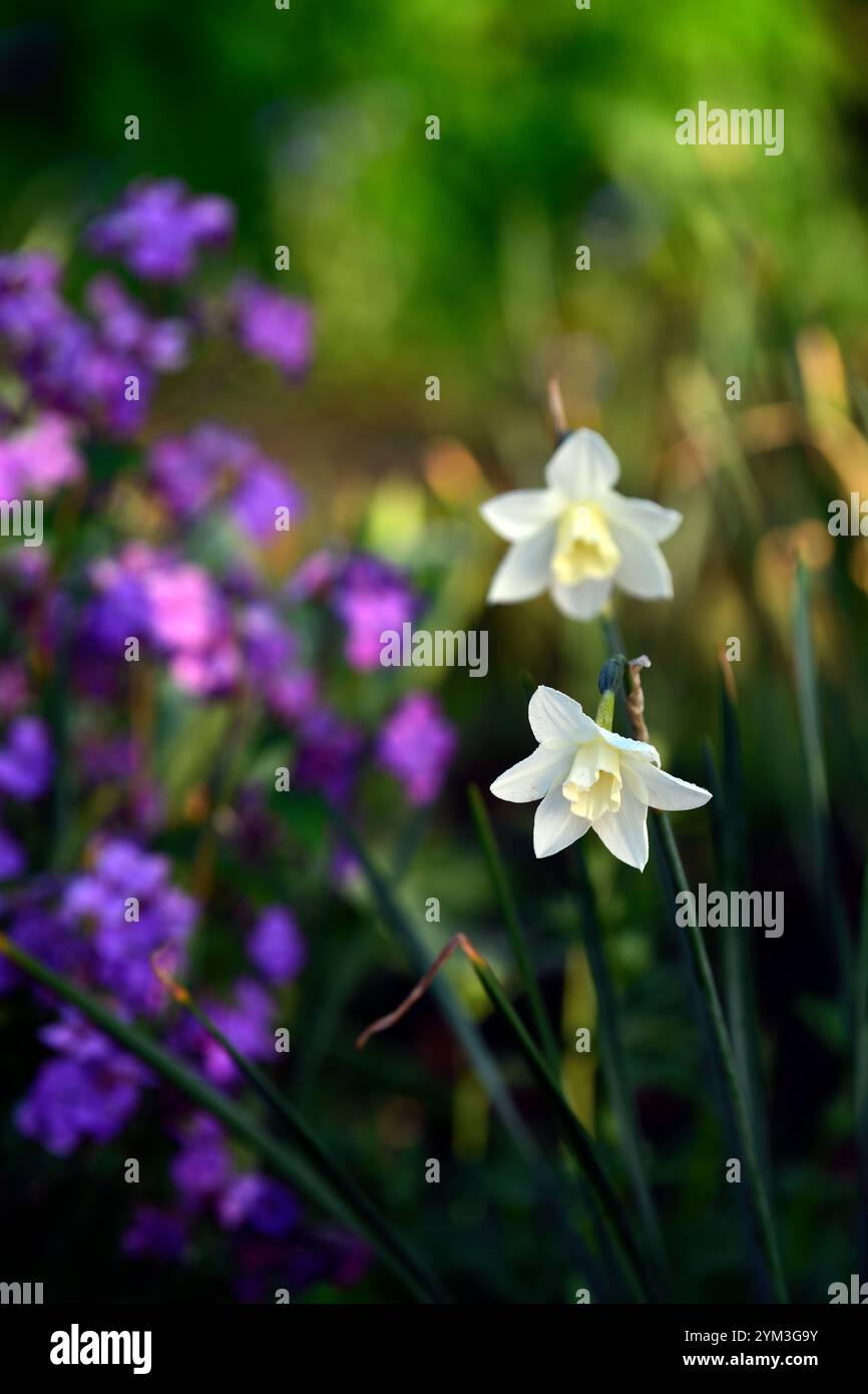 narcissus and puepl honesty,daffodils and purple honesty,narcissus and ...