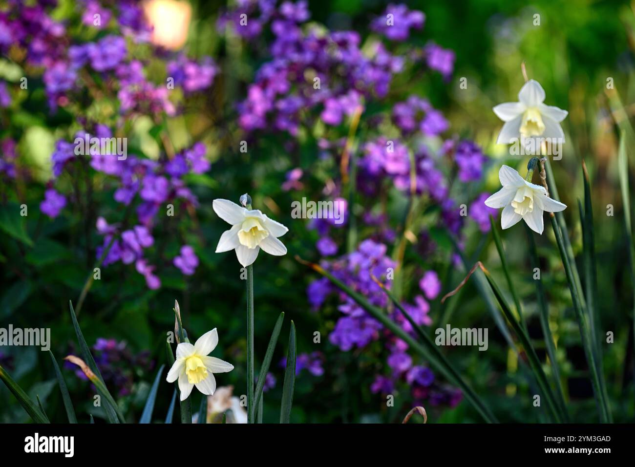 narcissus and puepl honesty,daffodils and purple honesty,narcissus and ...