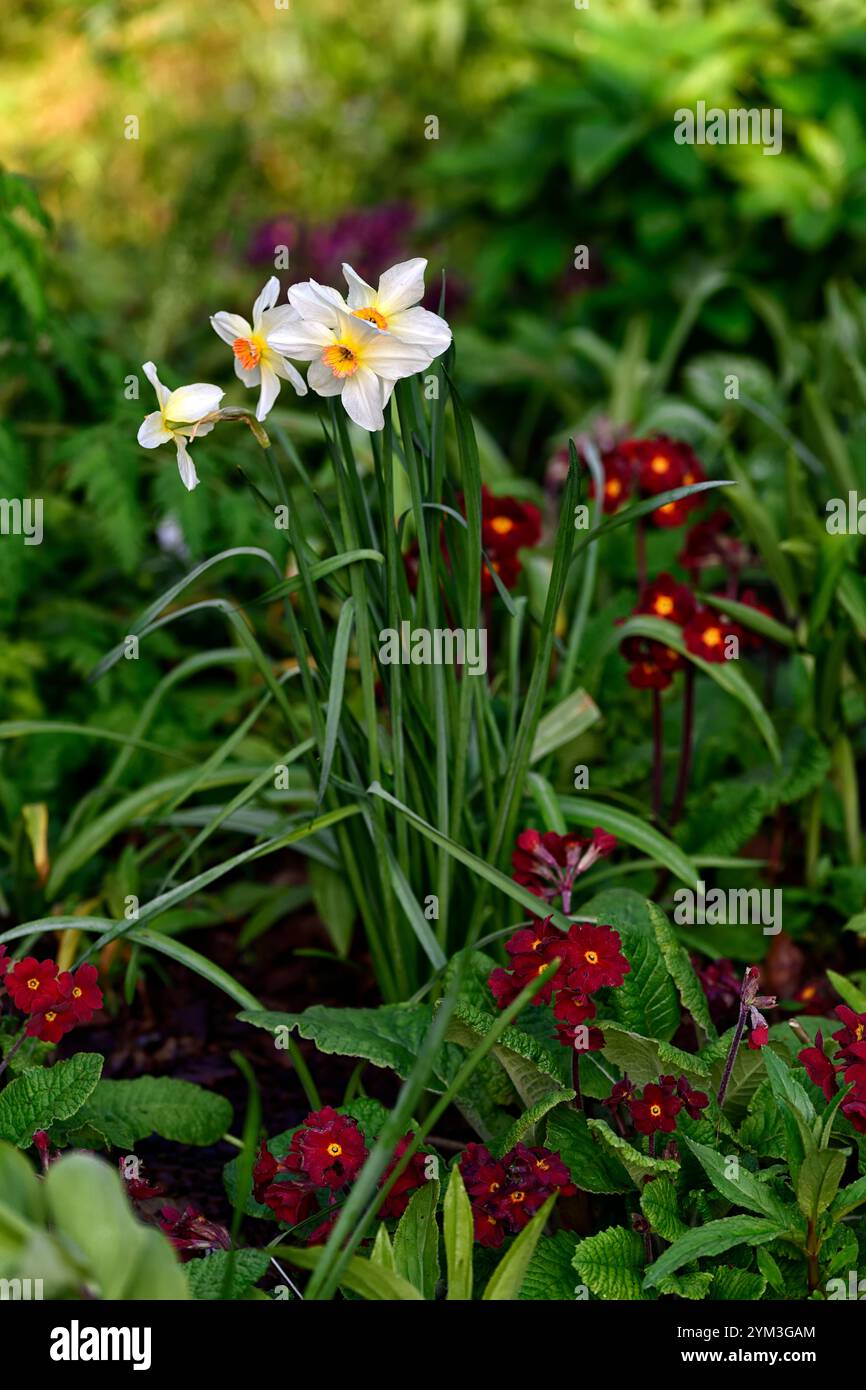 narcissus andprimula,daffodils and primula,narcissus and primulas,mixed ...