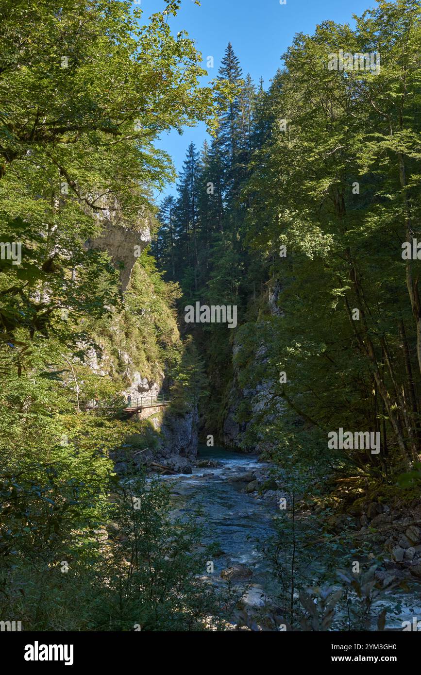 Pristine Alpine Stream Flows Through Lush Mountain Valley with Eco ...