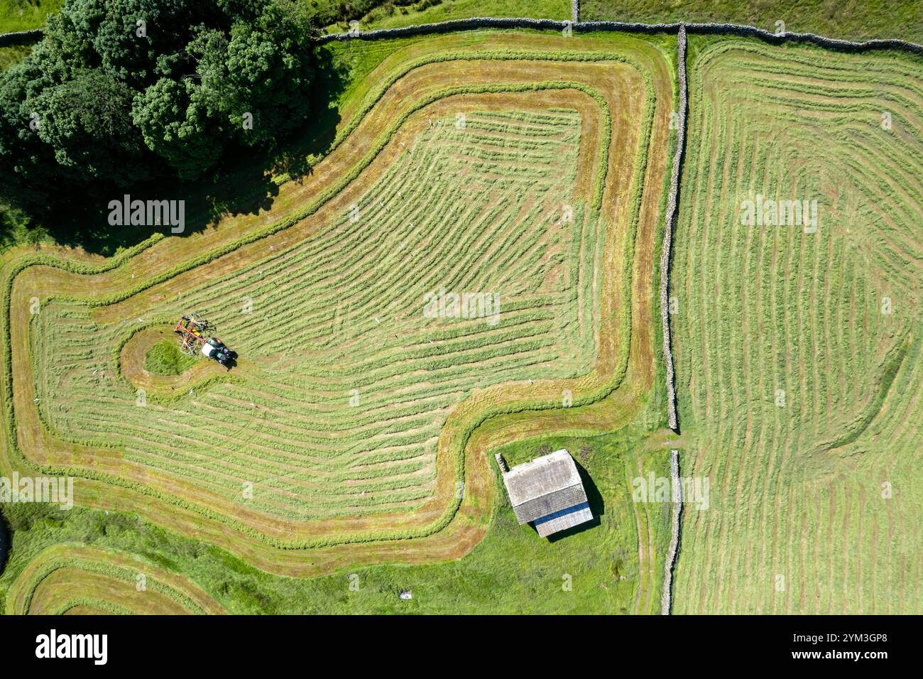 Rowing up grass in a traditional dales hay meadow, ready for silage ...