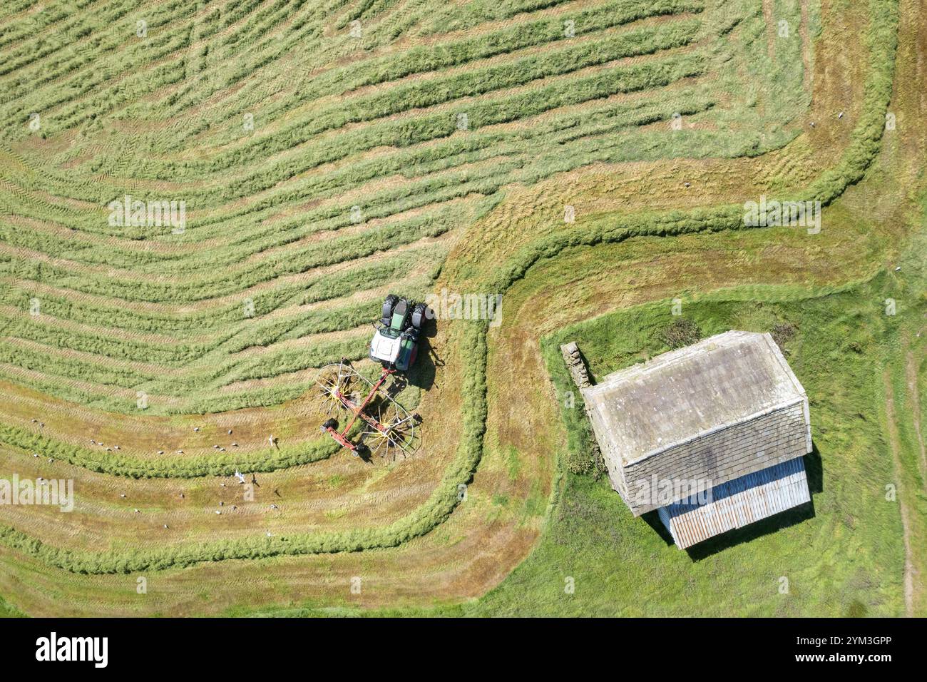 Rowing up grass in a traditional dales hay meadow, ready for silage ...