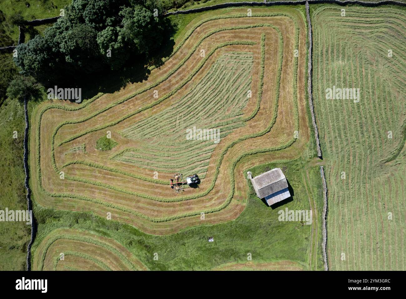 Rowing up grass in a traditional dales hay meadow, ready for silage ...
