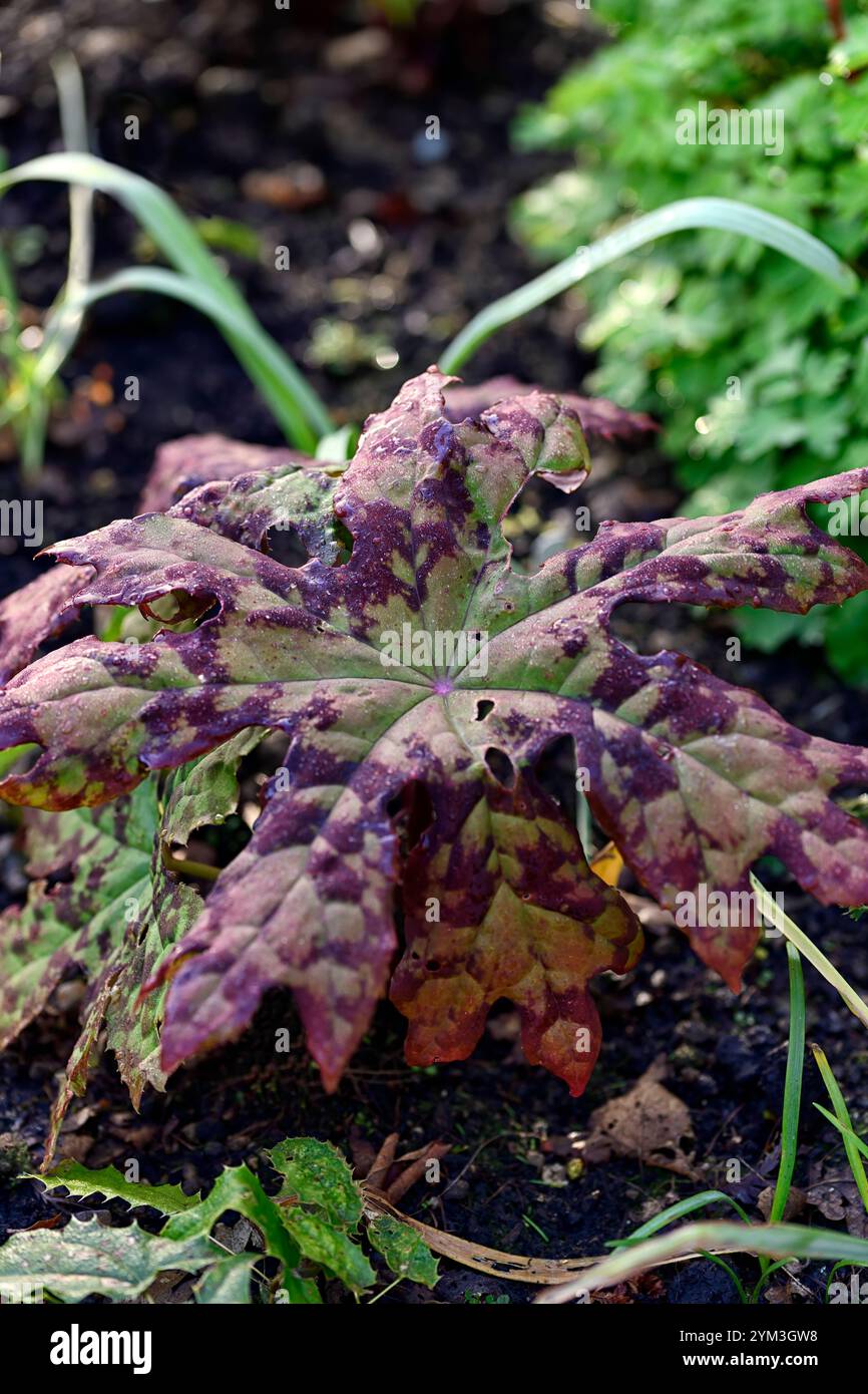 Podophyllum delavayi,mottled leaves,mottled foliage,attractive foliage ...