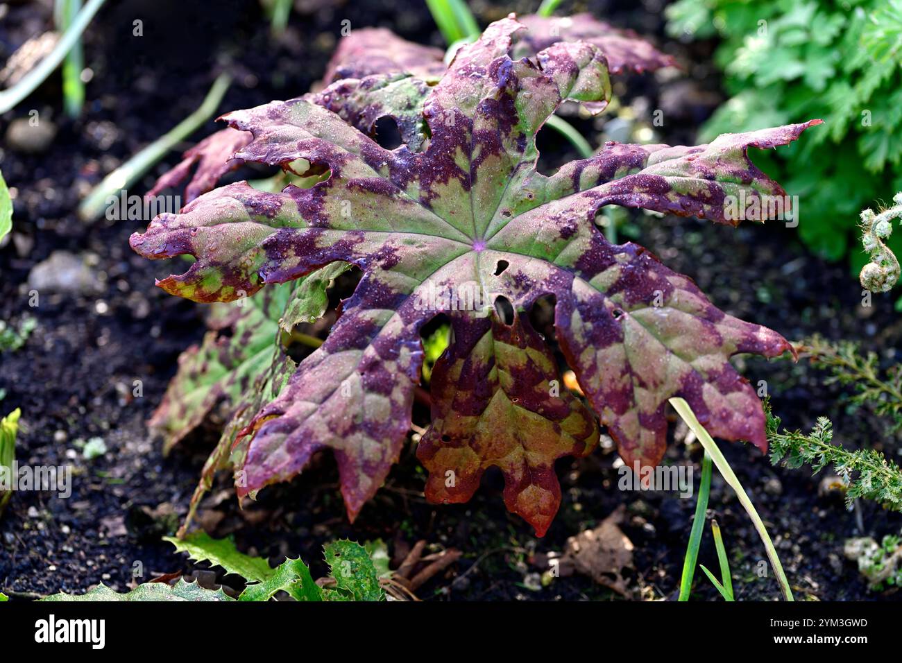 Podophyllum delavayi,mottled leaves,mottled foliage,attractive foliage ...