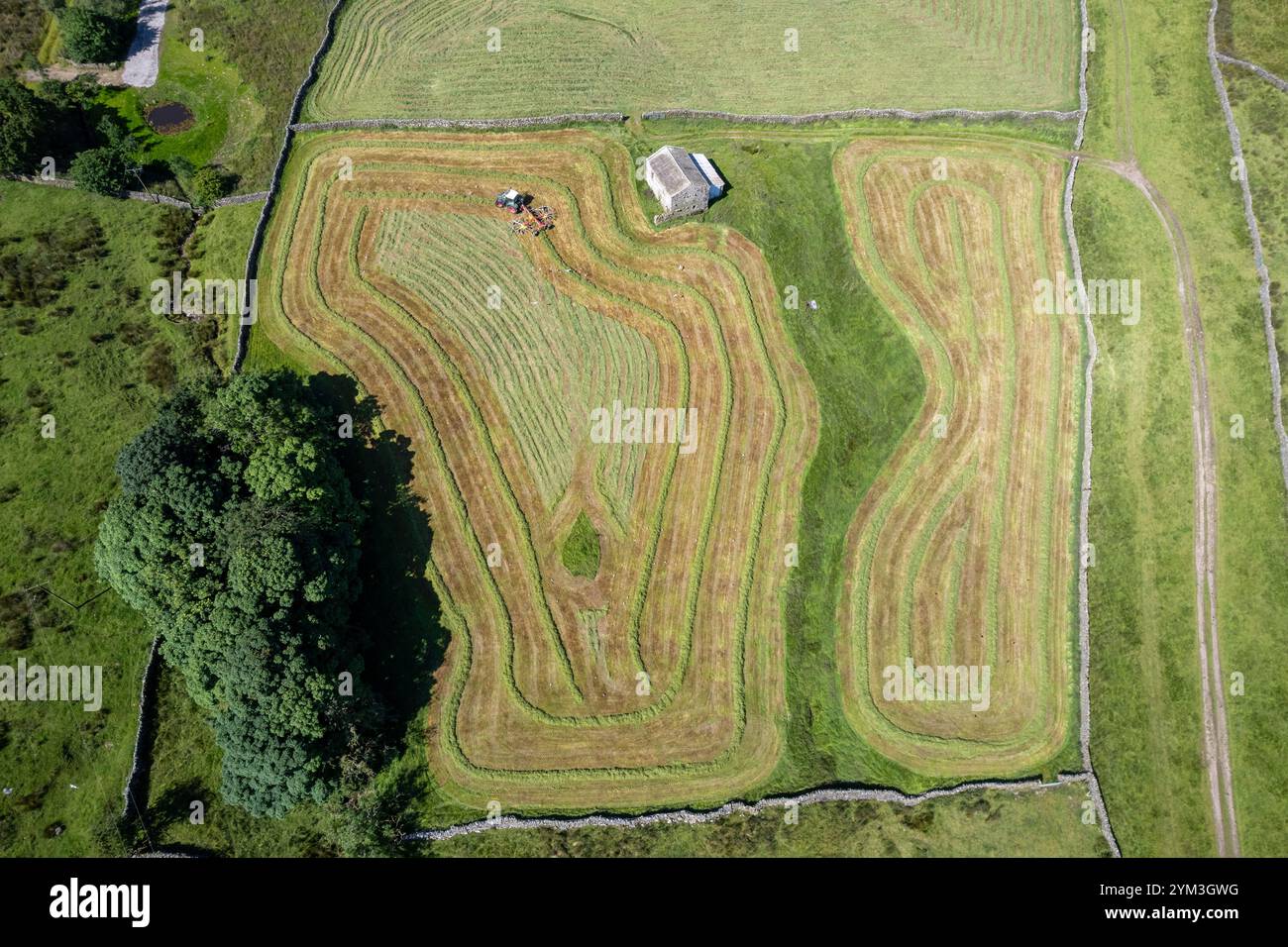 Rowing up grass in a traditional dales hay meadow, ready for silage ...