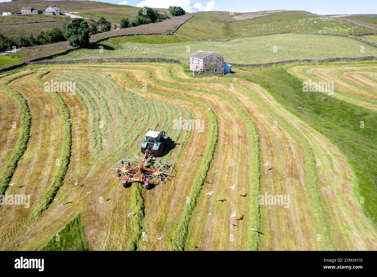 Rowing up grass in a traditional dales hay meadow, ready for silage ...