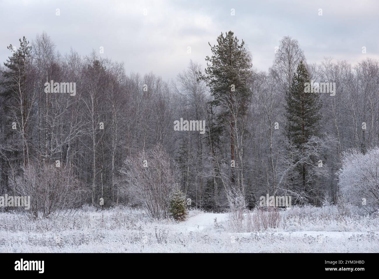 A field and trees after the first heavy snowfall Stock Photo - Alamy