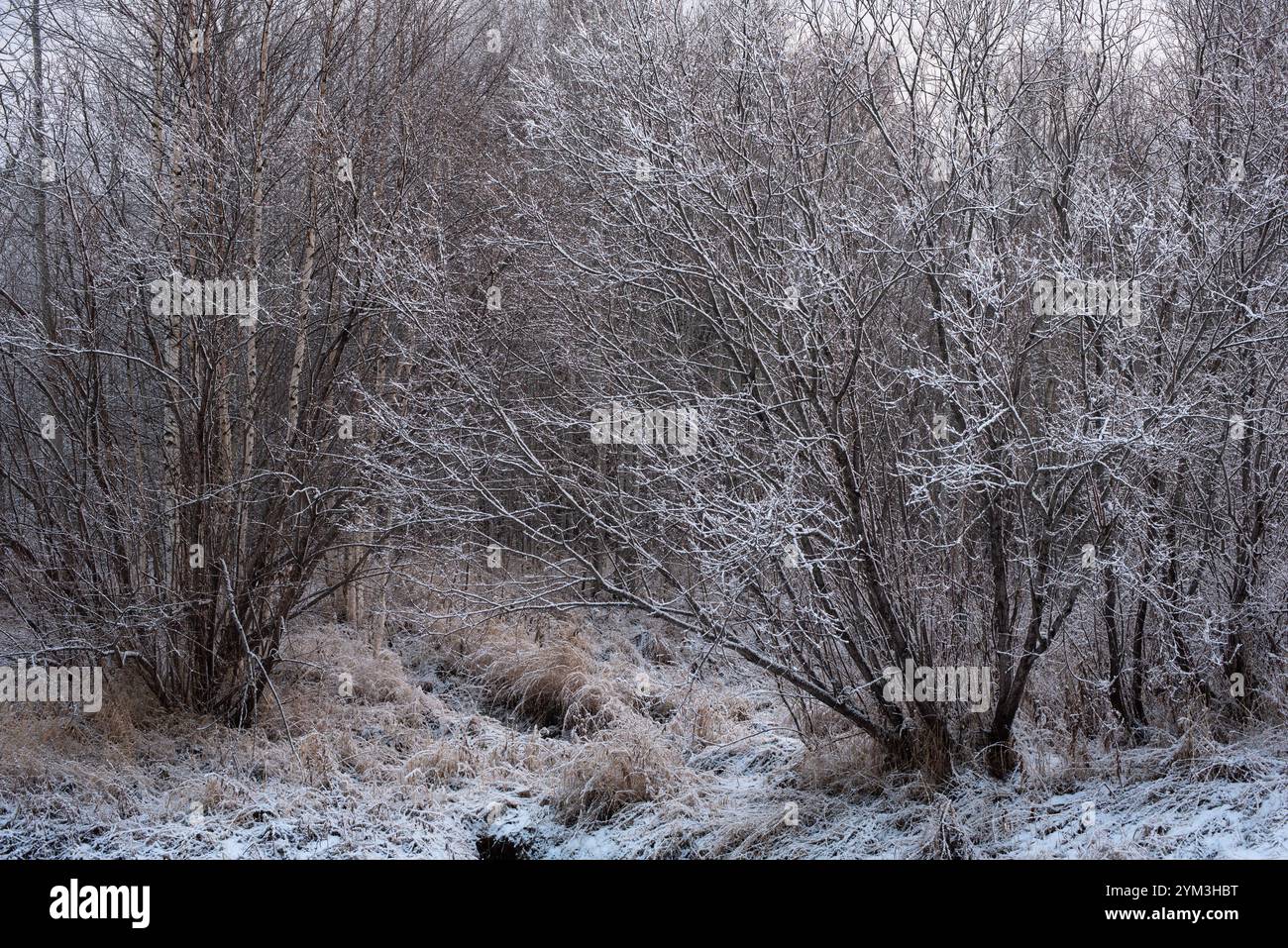 A field and trees after the first heavy snowfall Stock Photo - Alamy