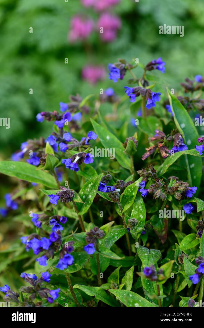 pulmonaria Miss Elly,lungwort,blue flowers, perennials,flower,flowering ...