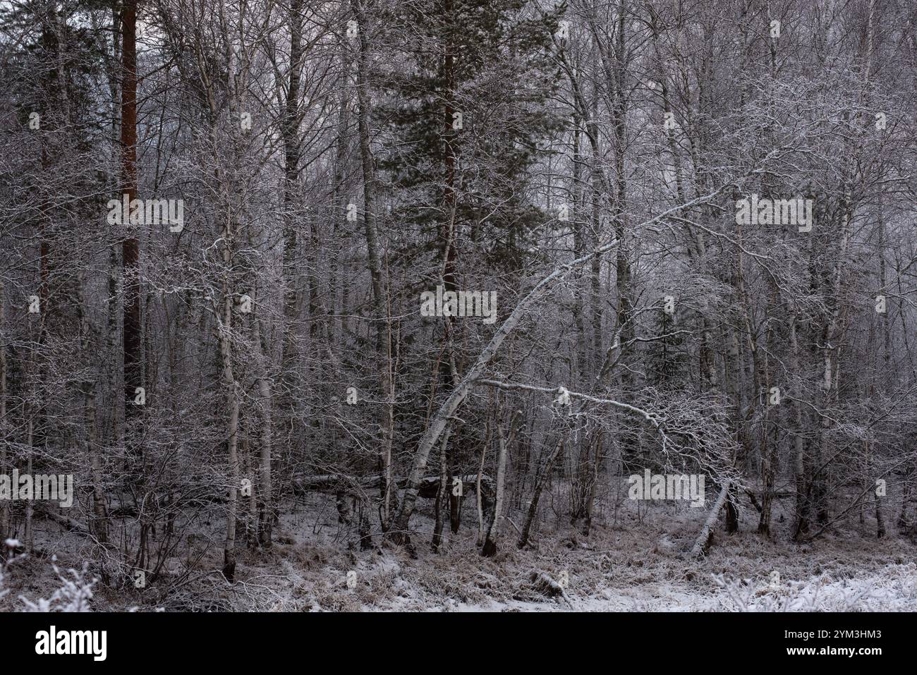 A field and trees after the first heavy snowfall Stock Photo - Alamy