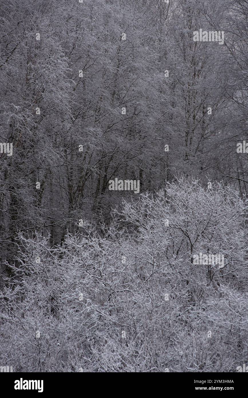 A field and trees after the first heavy snowfall Stock Photo - Alamy