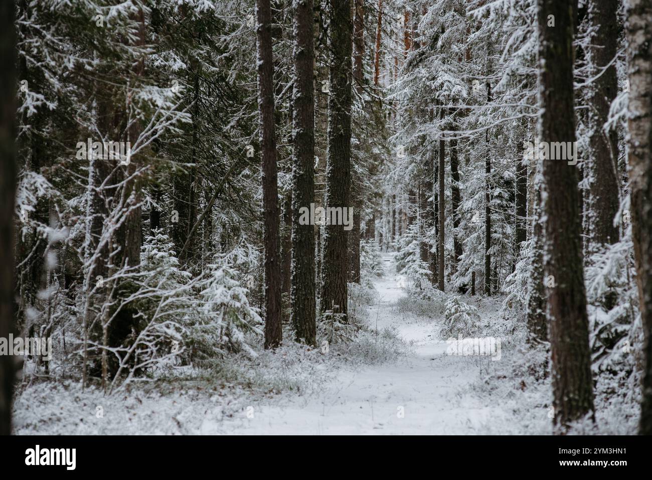 Forest landscape after the first snowfall Stock Photo - Alamy
