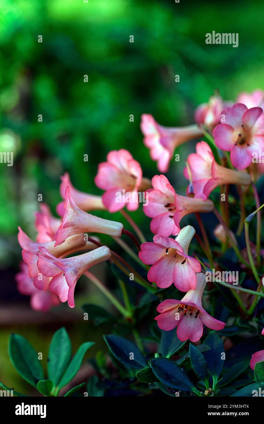 Rhododendron vireya saxon blush hi-res stock photography and images - Alamy