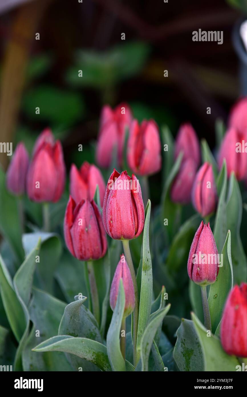 Tulipa pallida hi-res stock photography and images - Alamy