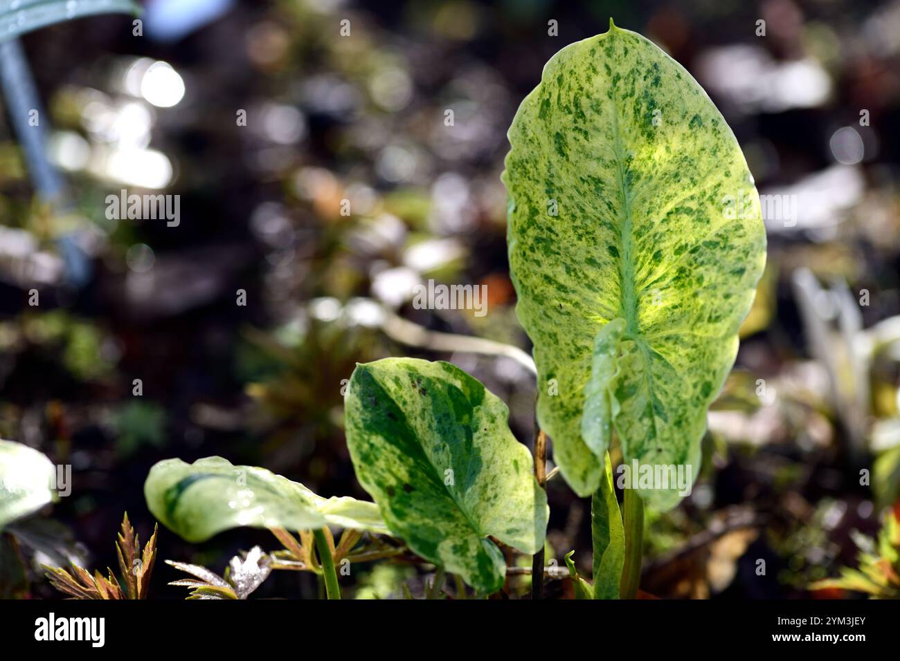arum,arums,leaves,foliage,woodland garden,shade,shade,shaded garden ...