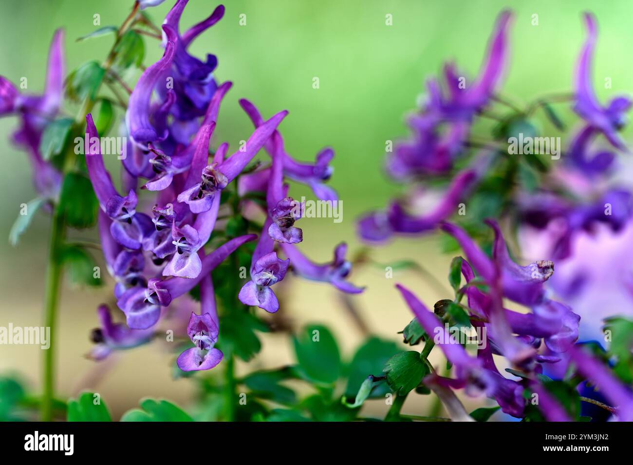 Corydalis solida ex Maria Laach,smoky violet flowers,woodland garden ...