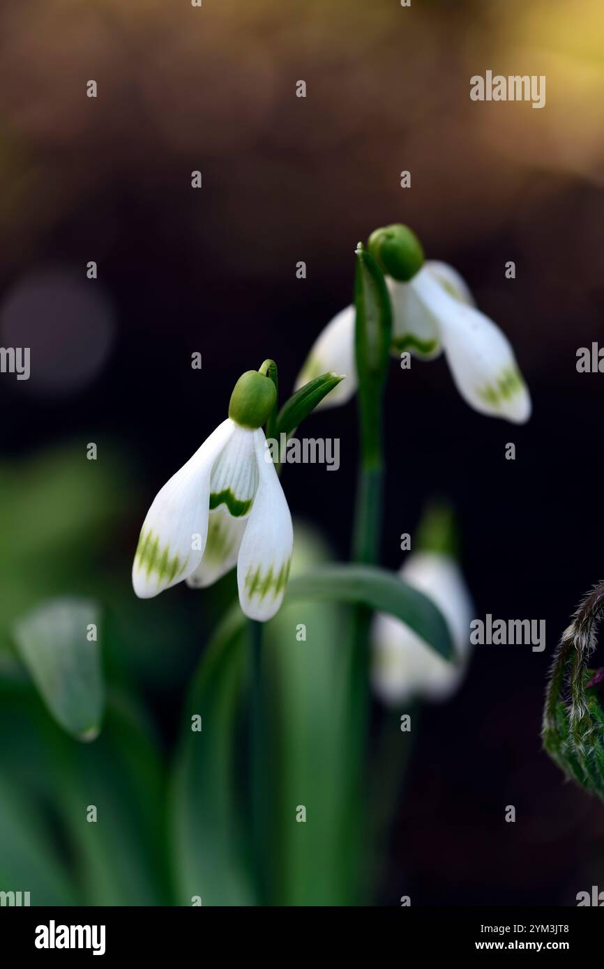 Galanthus dumpy green hi-res stock photography and images - Alamy