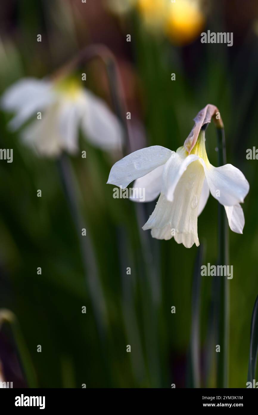 narcissus moschatus,drooping white flowers,drooping white narcissus ...
